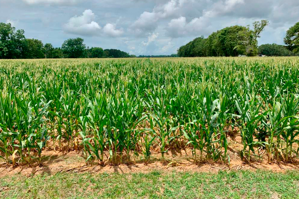 NutriMax AC Efficacy in Corn - ExcelAg