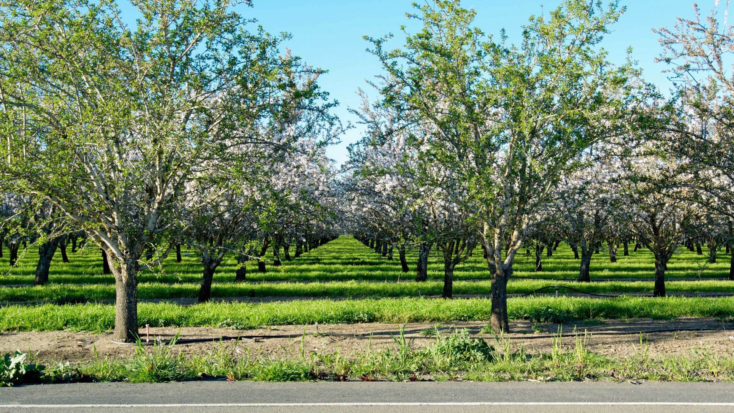 Almonds NIP Crop Program by ExcelAg