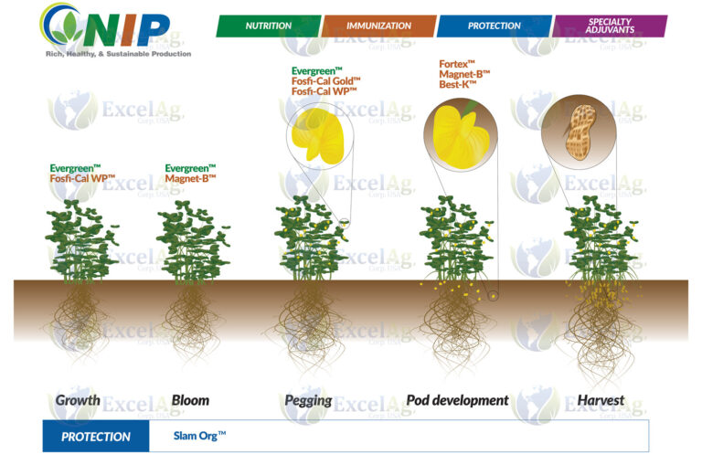 Peanuts NIP Crop Program by ExcelAg