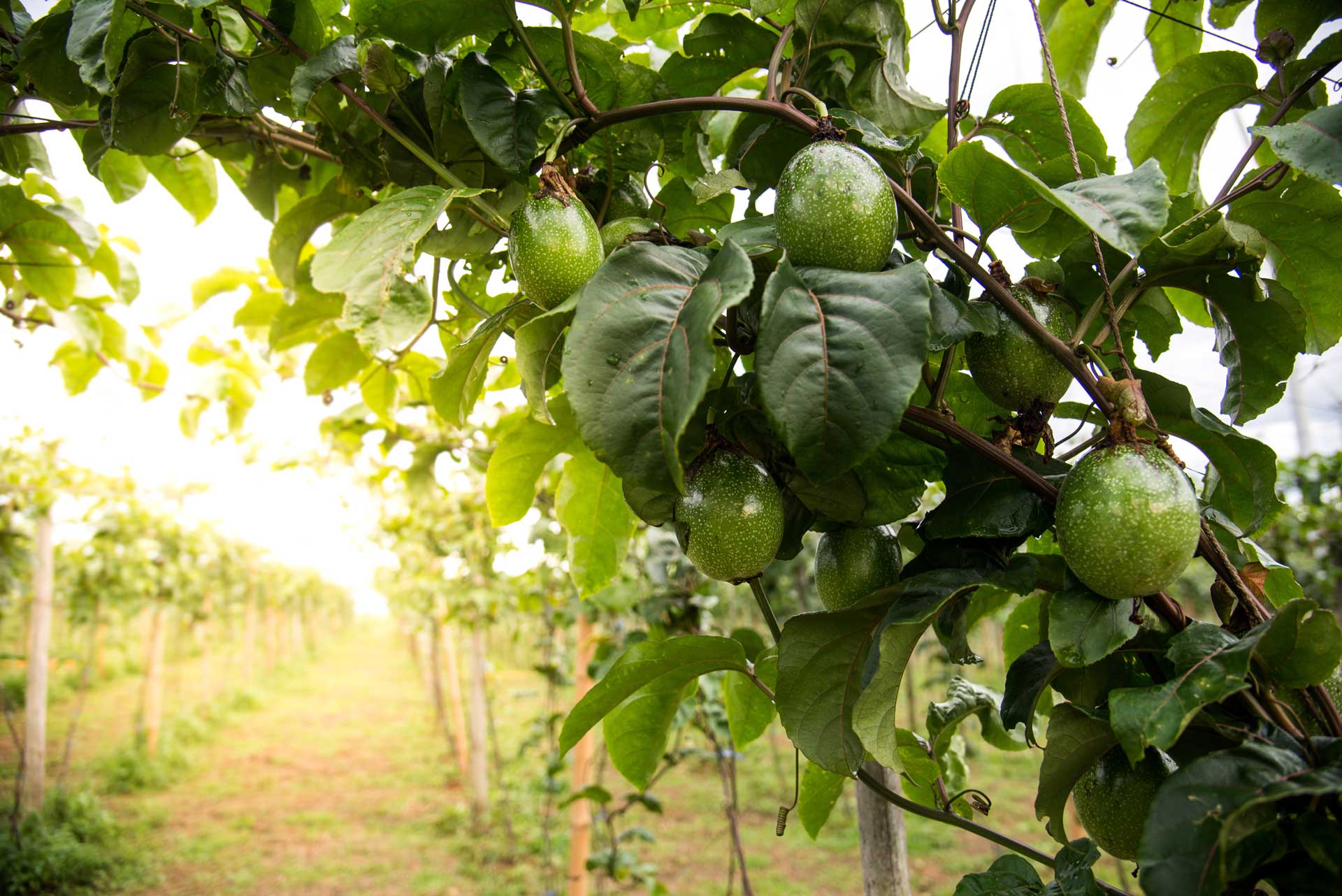 Avocado NIP Crop Program by ExcelAg