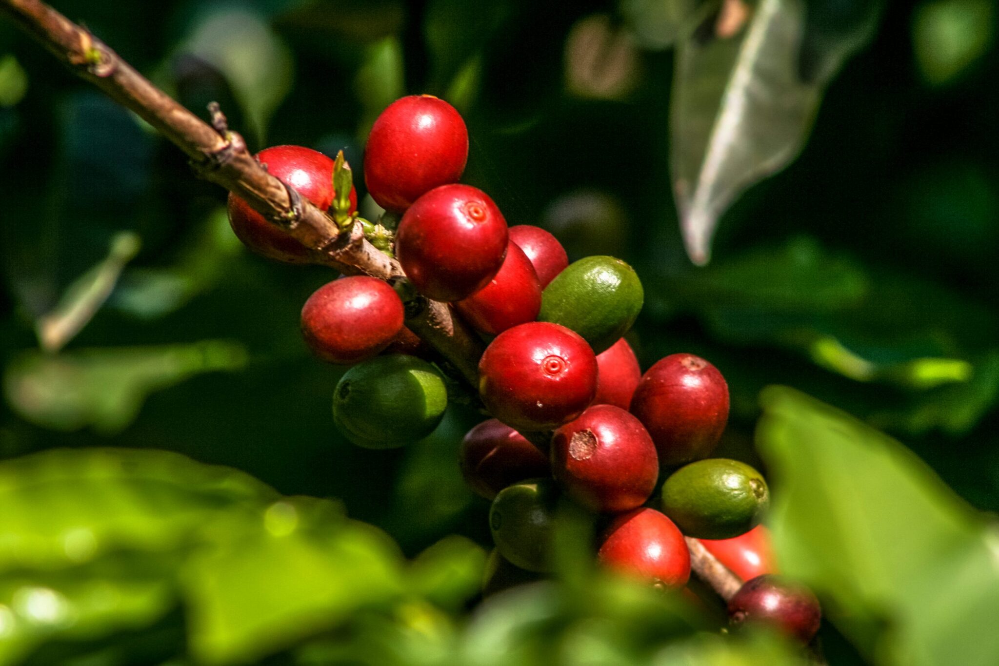 NIP Program by ExcelAg