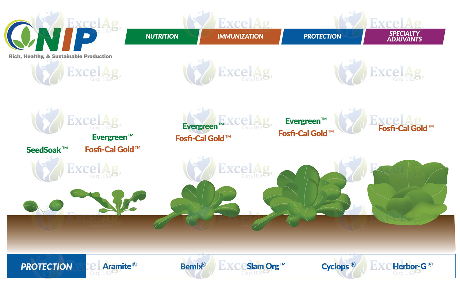 Leafy Vegetables NIP Crop Program by ExcelAg