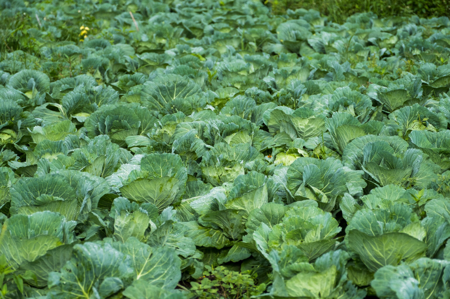 NIP Program by ExcelAg