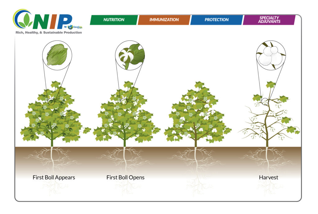Cotton Crop Program by ExcelAg
