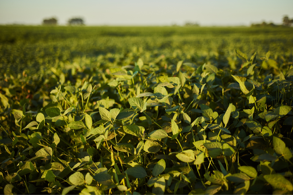 Soybean Crop Program by ExcelAg