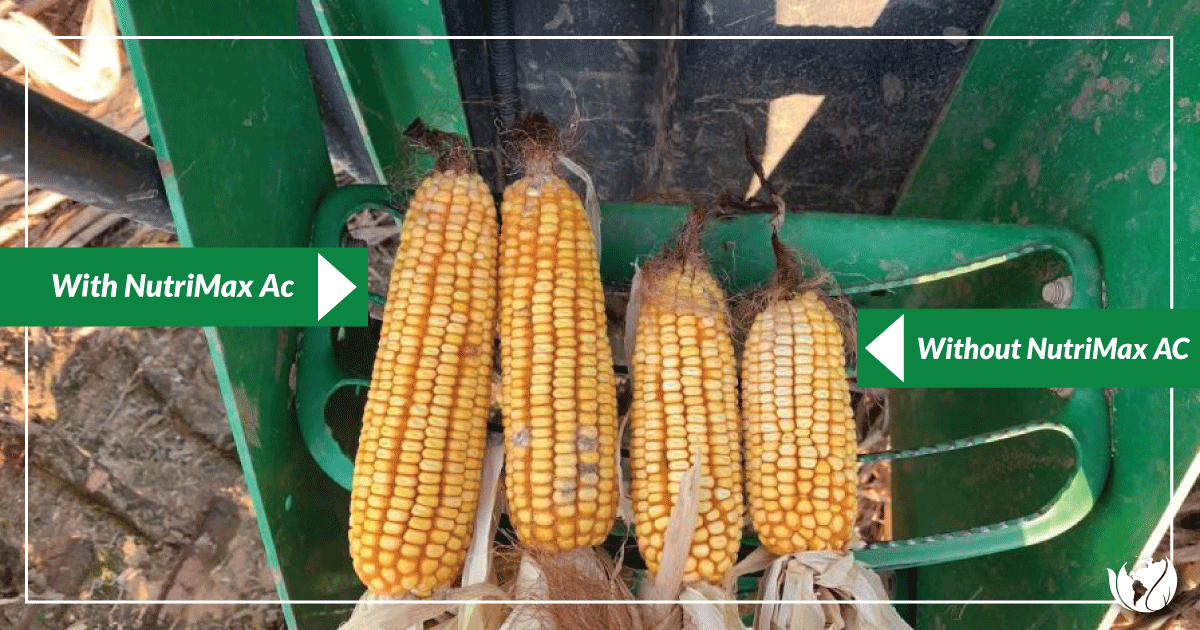 NutriMax AC Efficacy in Corn - ExcelAg